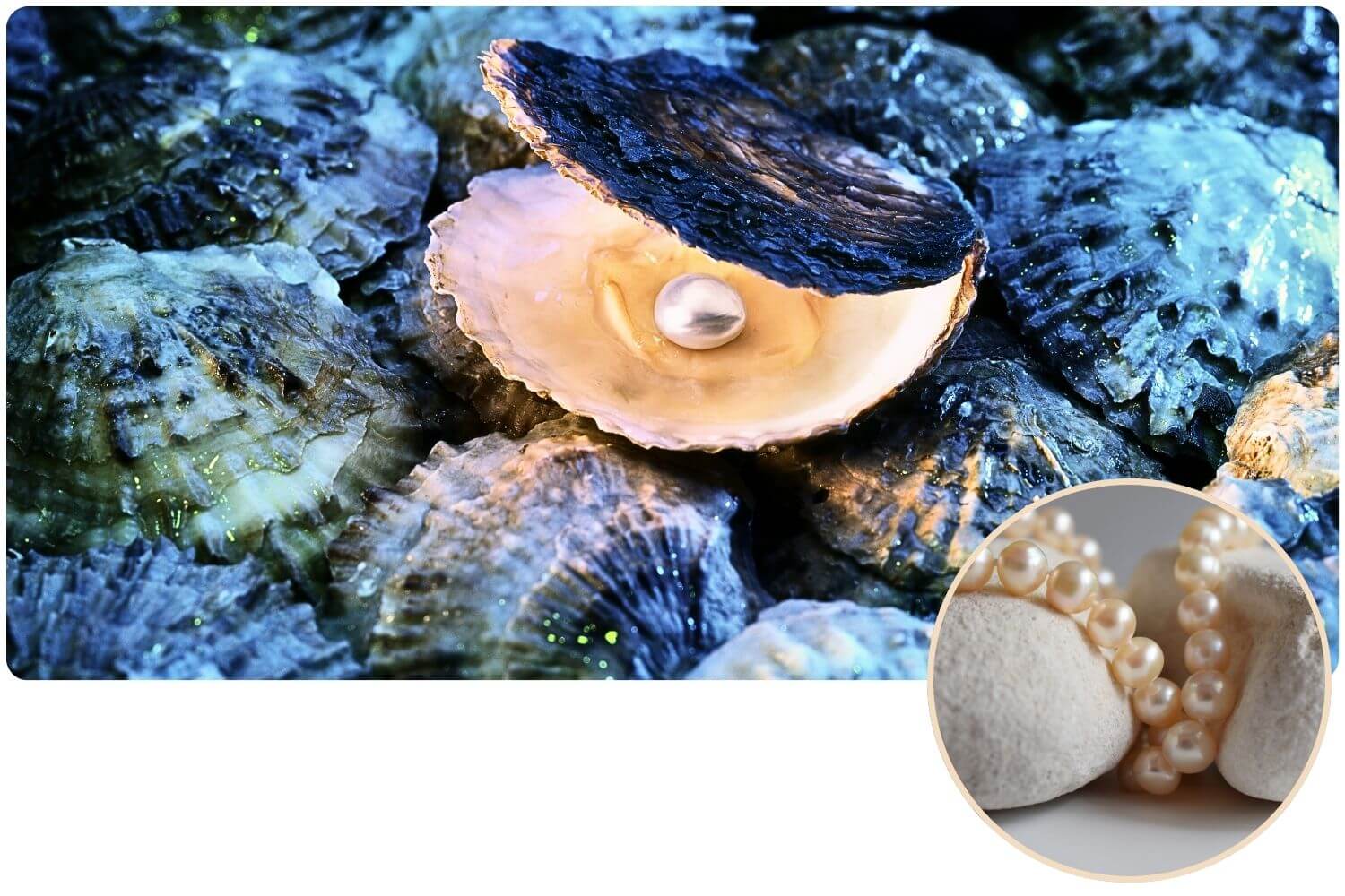 Wie entstehen Perlen in Muscheln?