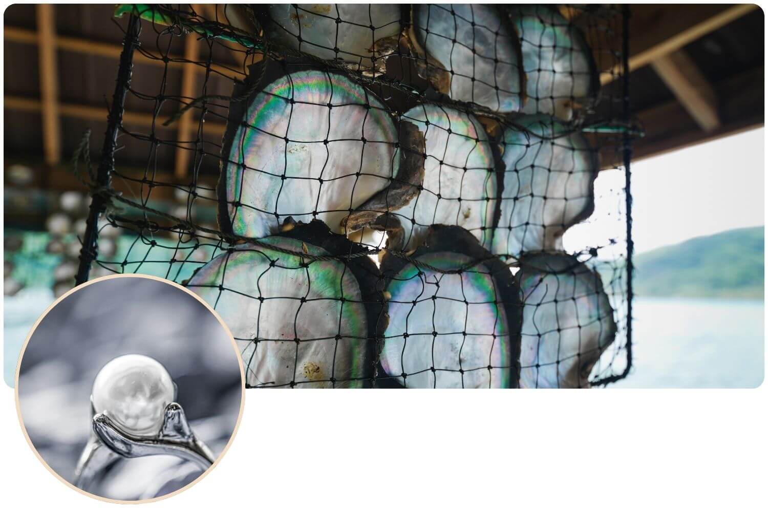 Wie kommt die Perle in die Muschel? Ein faszinierender Prozess erklärt