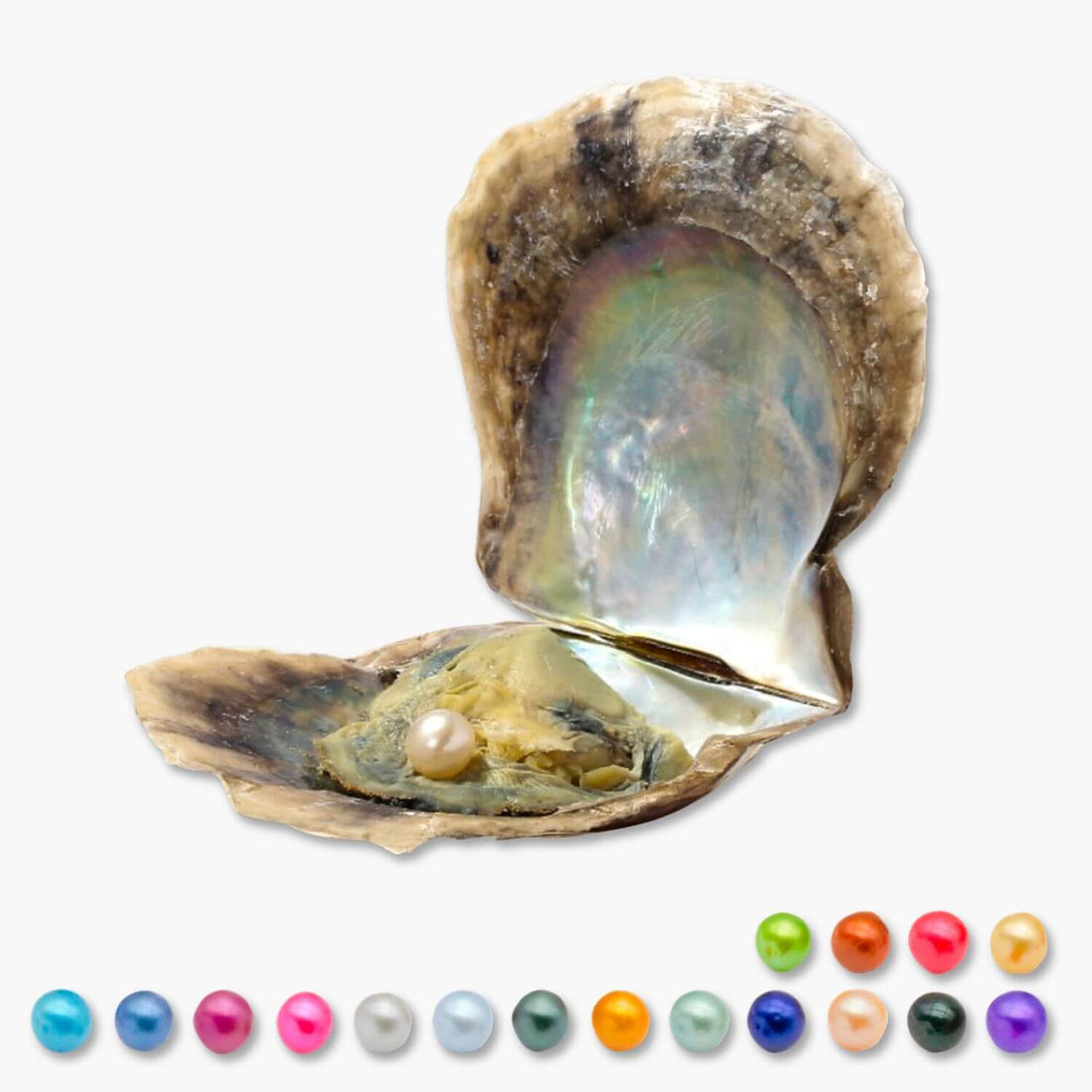 Auster mit Perle kaufen » Echte Muschel mit Perle - WunschPerlen