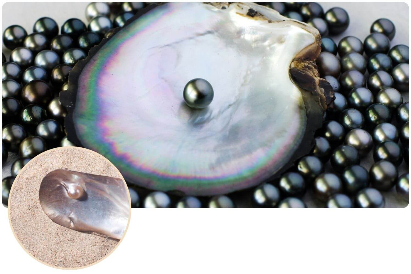 Wie kommt die Perle in die Muschel? Natürliche und gezüchtete Perlen e