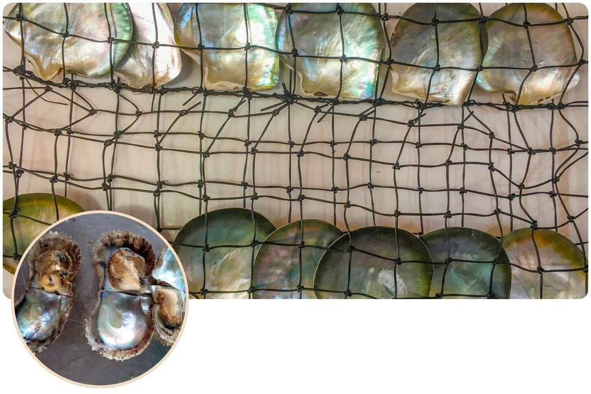 Wie kommt die Perle in die Muschel? Natürliche und gezüchtete Perlen e